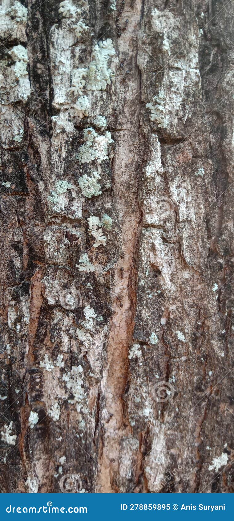 Surface texture of bark stock image. Image of background - 278859895