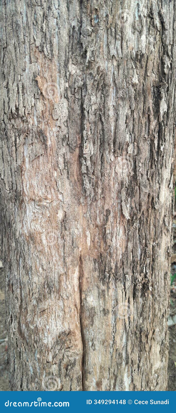 The Surface Texture of the Bark of a Teak Tree & X28;tectona Grandis ...