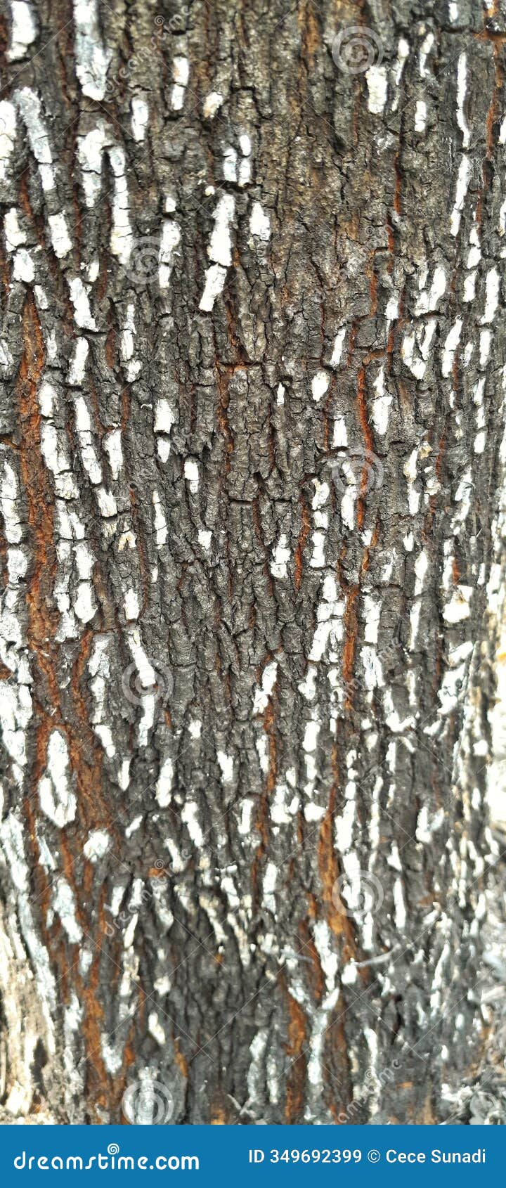 The Surface Texture of the Burnt Bark of a Tamarind Tree & X28 ...