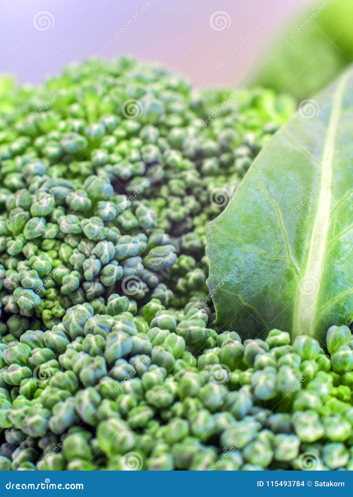 Surface Texture of Freshness Broccoli Vegetable Stock Photo - Image of ...