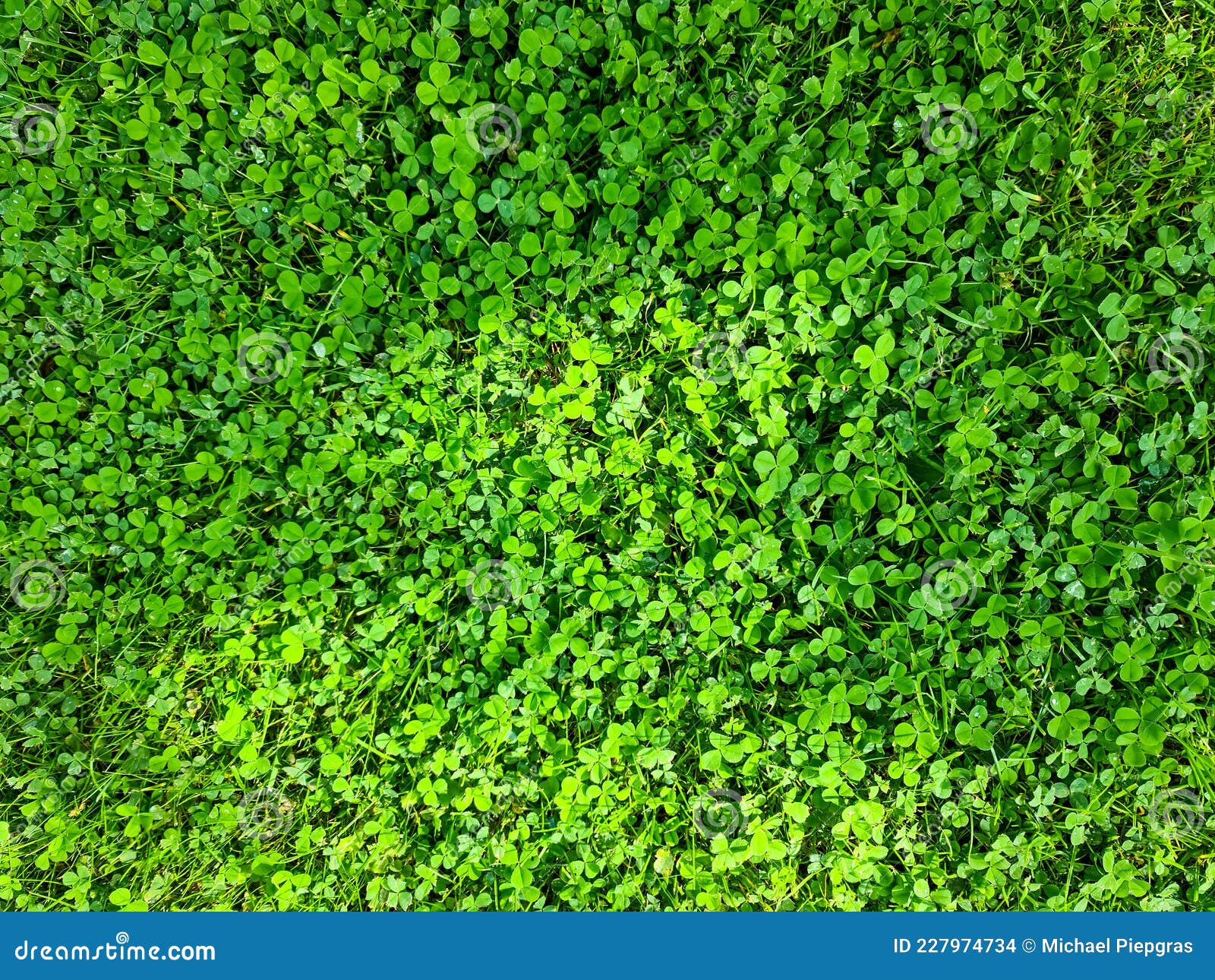 Surface Texture of a Green Field with Lots of Clover Stock Photo ...