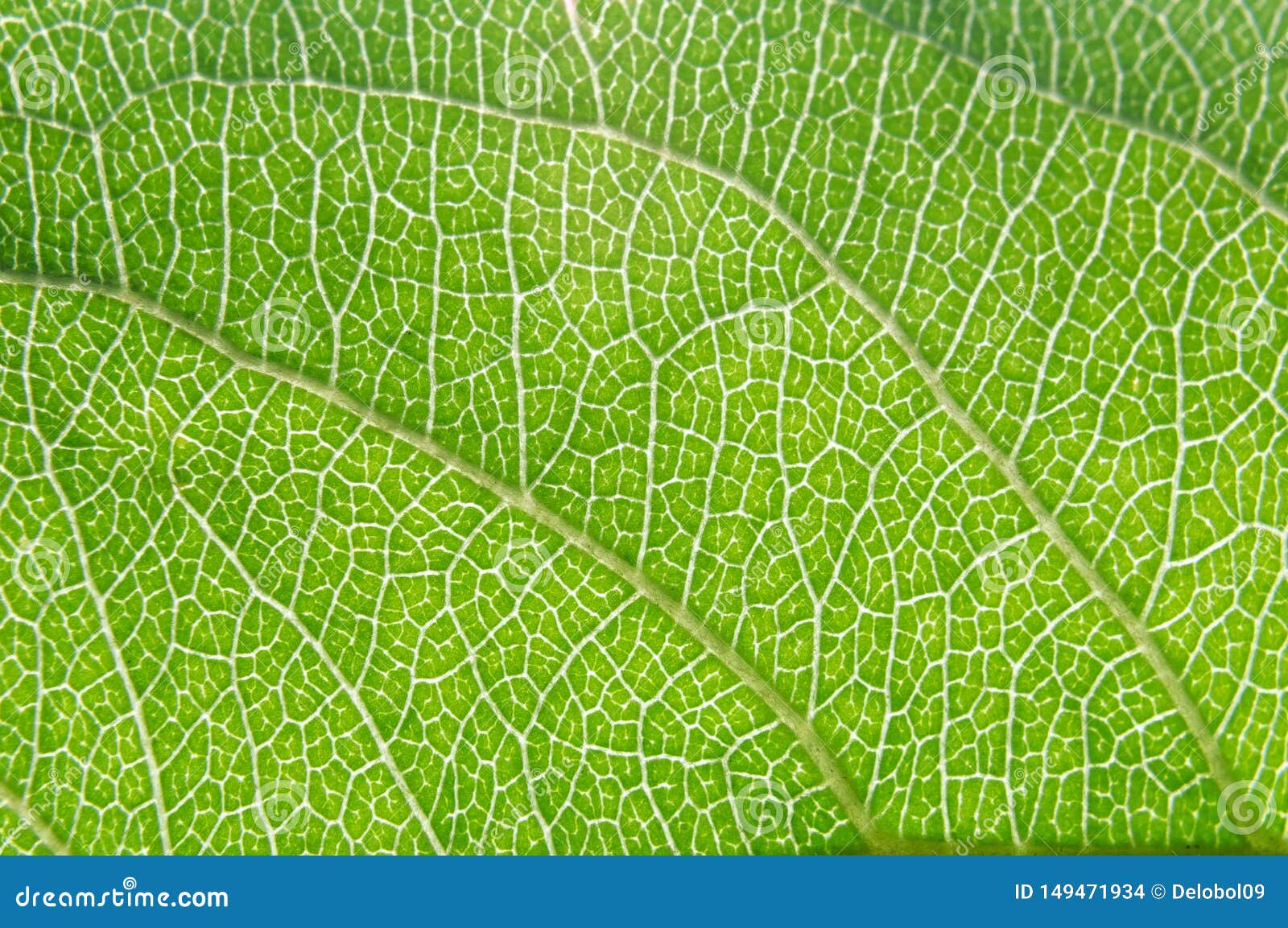 The Surface Texture of a Green Leaf. Stock Photo - Image of life, grow ...