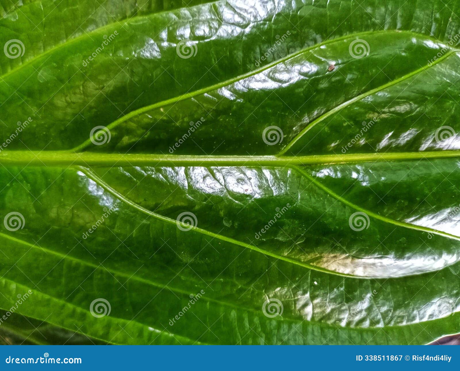 The Surface Texture of the Love Wave Leaf with the Latin Name Anthurium ...