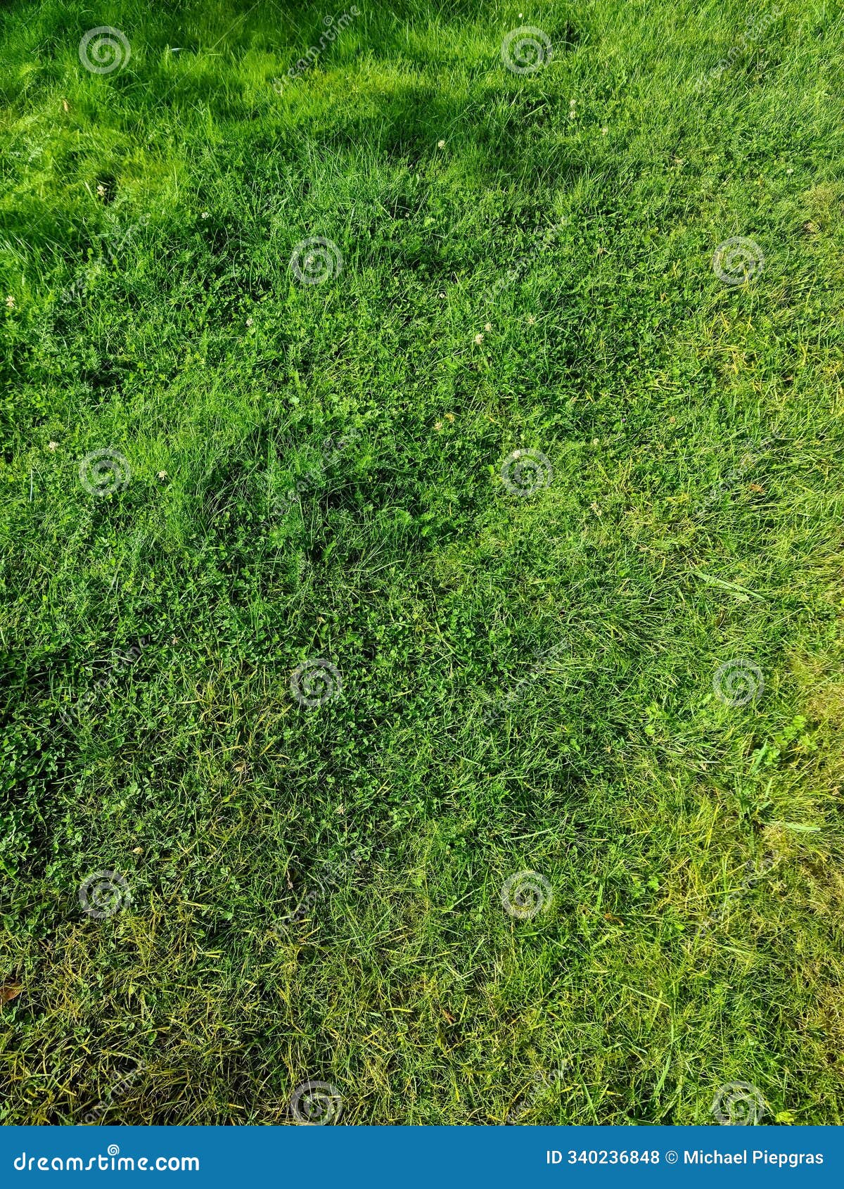 Surface Texture of a Lush Green Grass Meadow with Some Shadows Stock ...