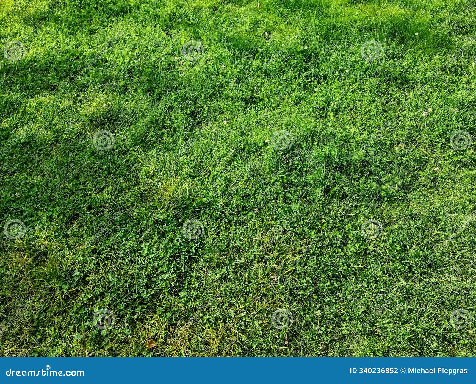 Surface Texture of a Lush Green Grass Meadow with Some Shadows Stock ...