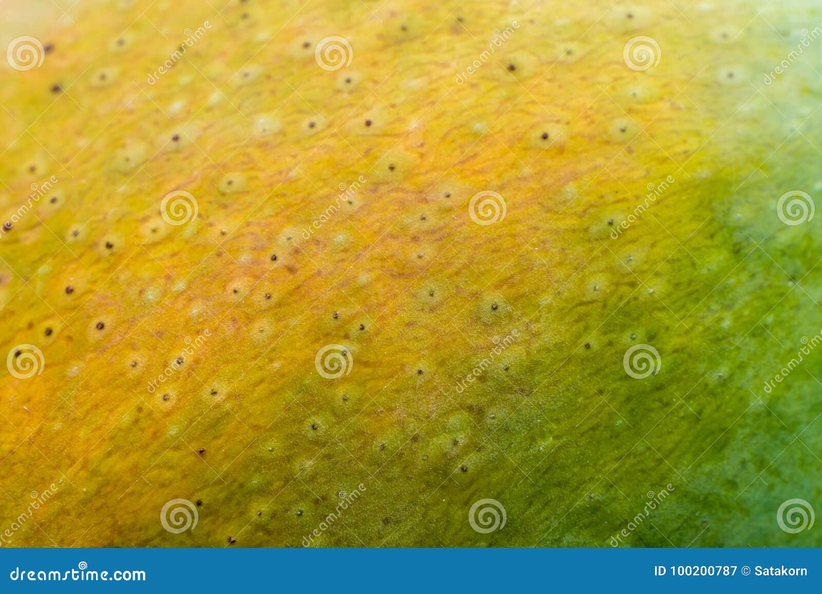 Surface Texture Of Mango Skin Stock Image | CartoonDealer.com #100200787