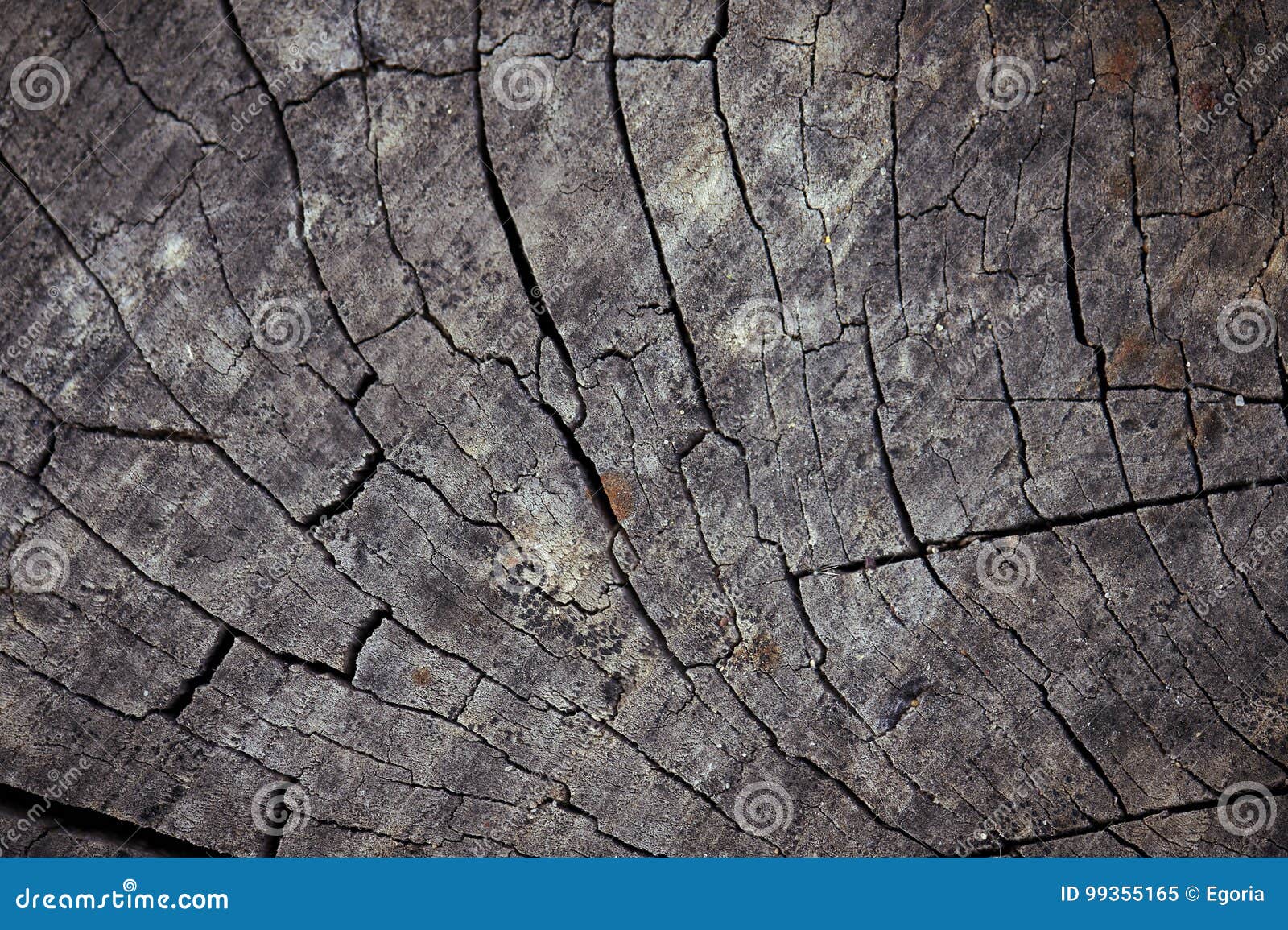 The Surface Texture of the Old Stump Stock Image - Image of parquet ...