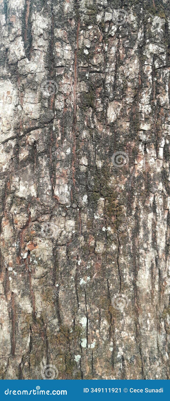 The Surface Texture of Sapodilla Tree Bark & X28;manilkara Zapota& X29 ...