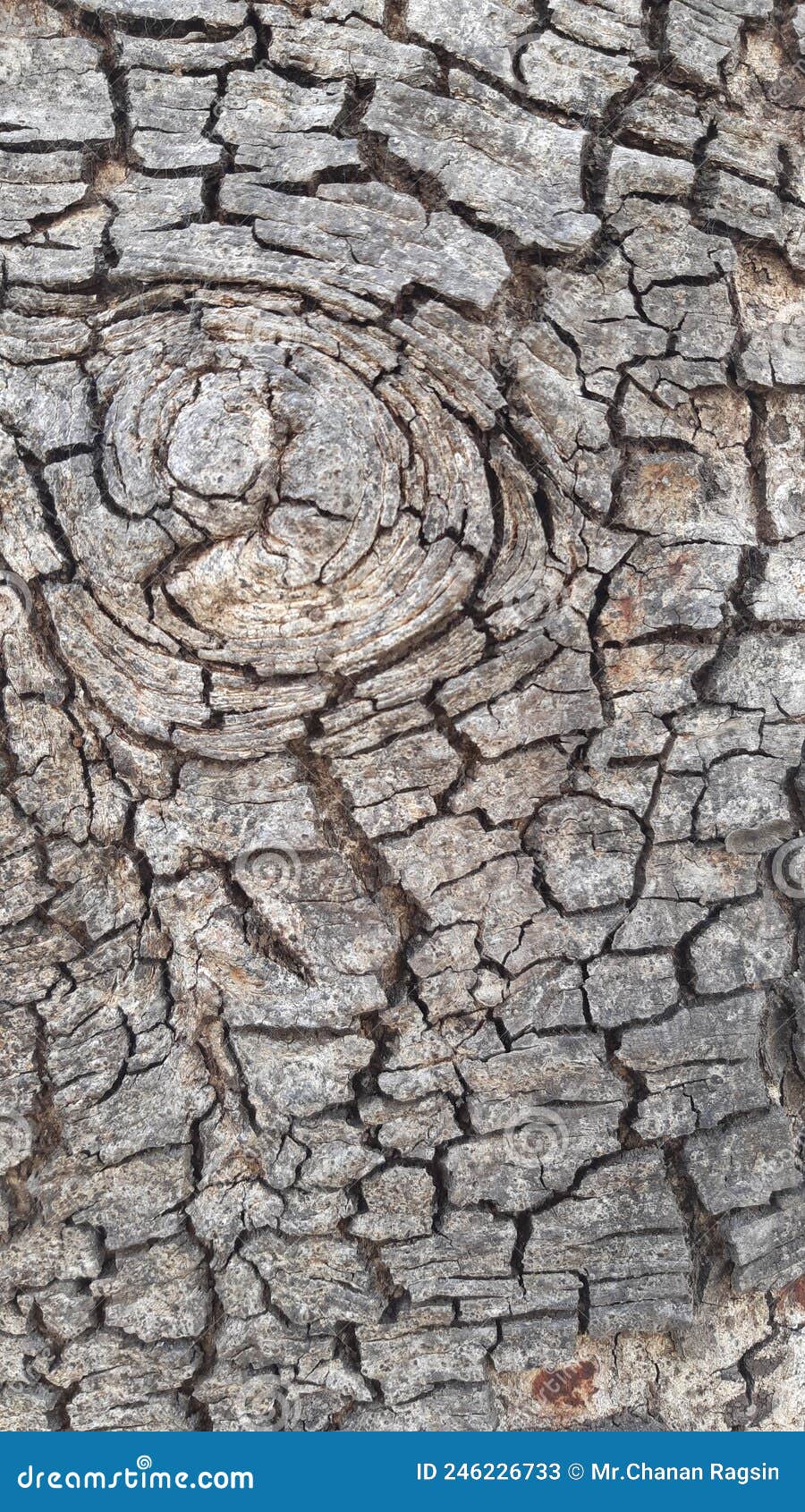 Surface or Texture of the Tree Stock Image - Image of stonewall ...