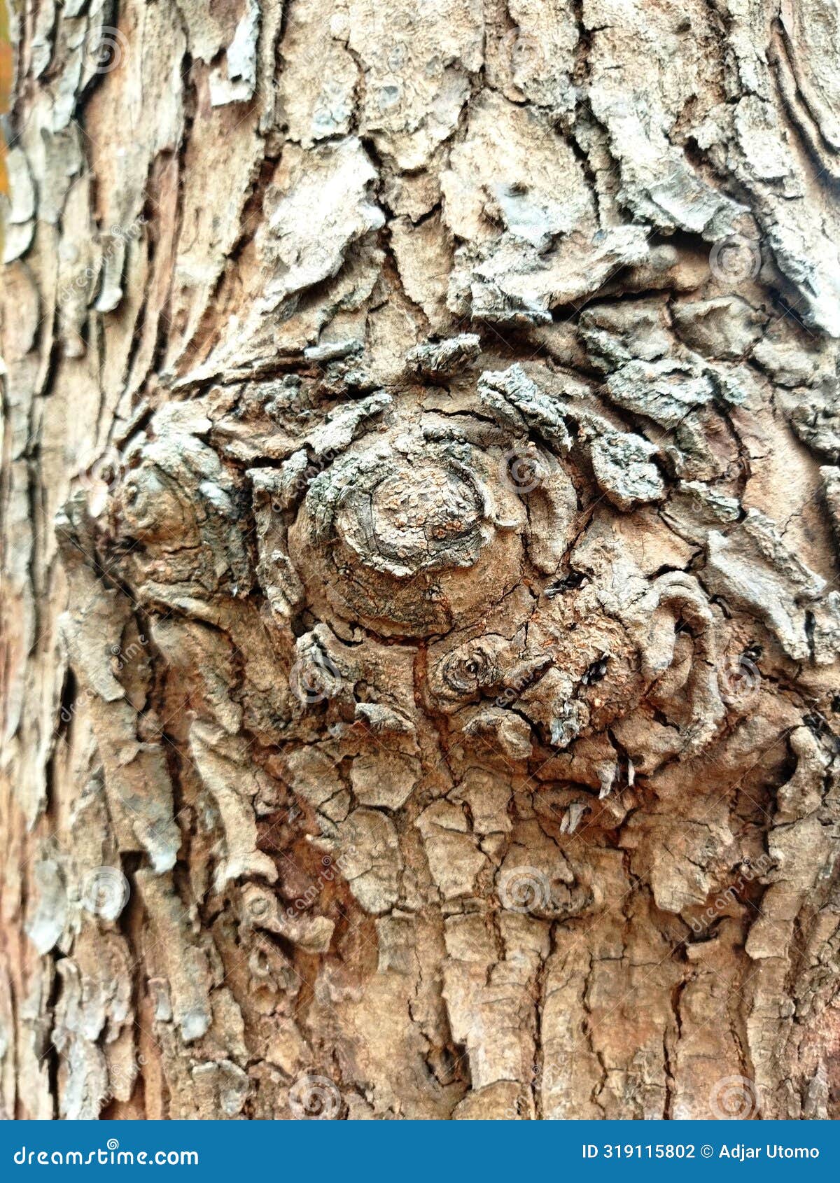 The Surface Texture of the Tree with Traces of Cut Branches, Forming ...