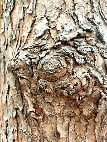 The Surface Texture of the Tree with Traces of Cut Branches, Forming ...