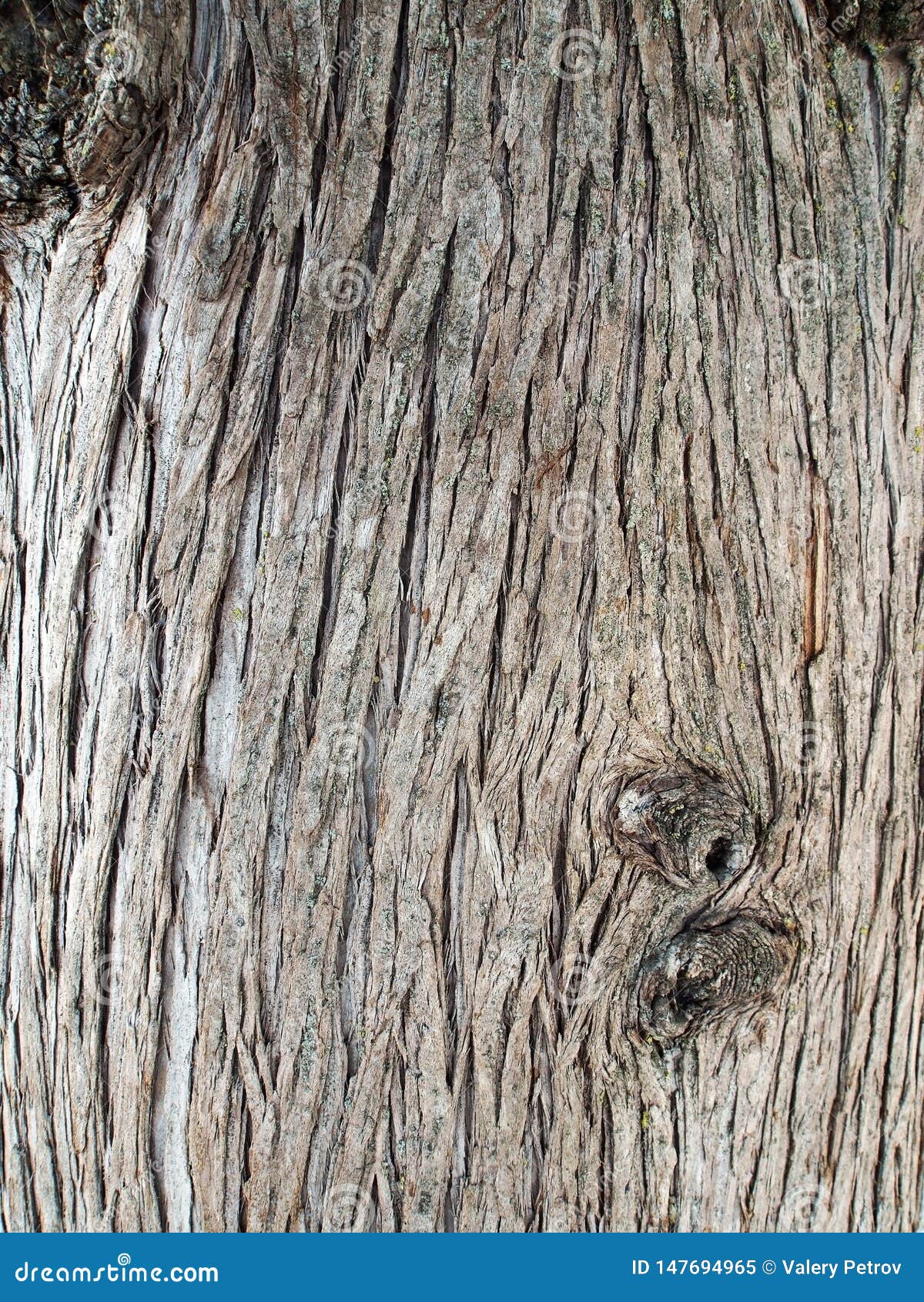 Surface Texture of the Trunk of the Cypress Stock Image - Image of bark ...