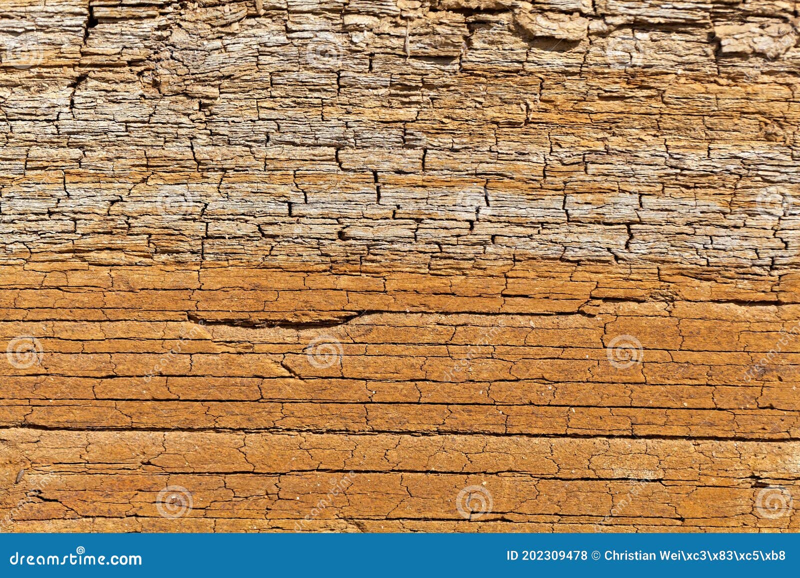 The Surface of Thin Bedded Layers of Posidonia Shale from the Lower ...