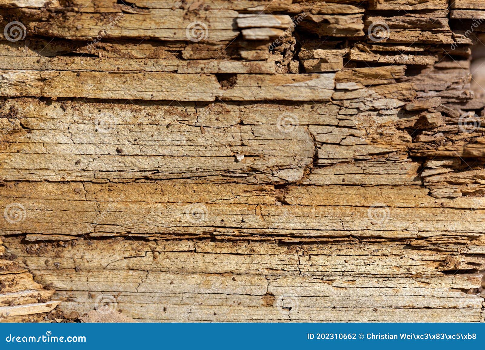 The Surface of Thin Bedded Layers of Posidonia Shale from the Lower ...