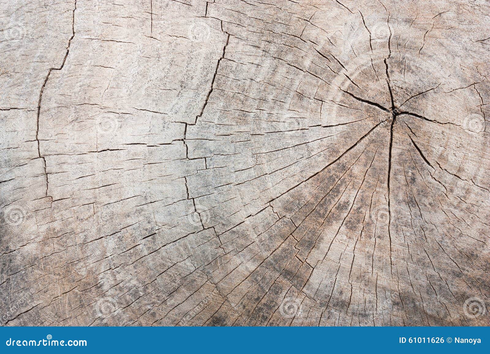 Surface of timber stock photo. Image of macro, nature - 61011626