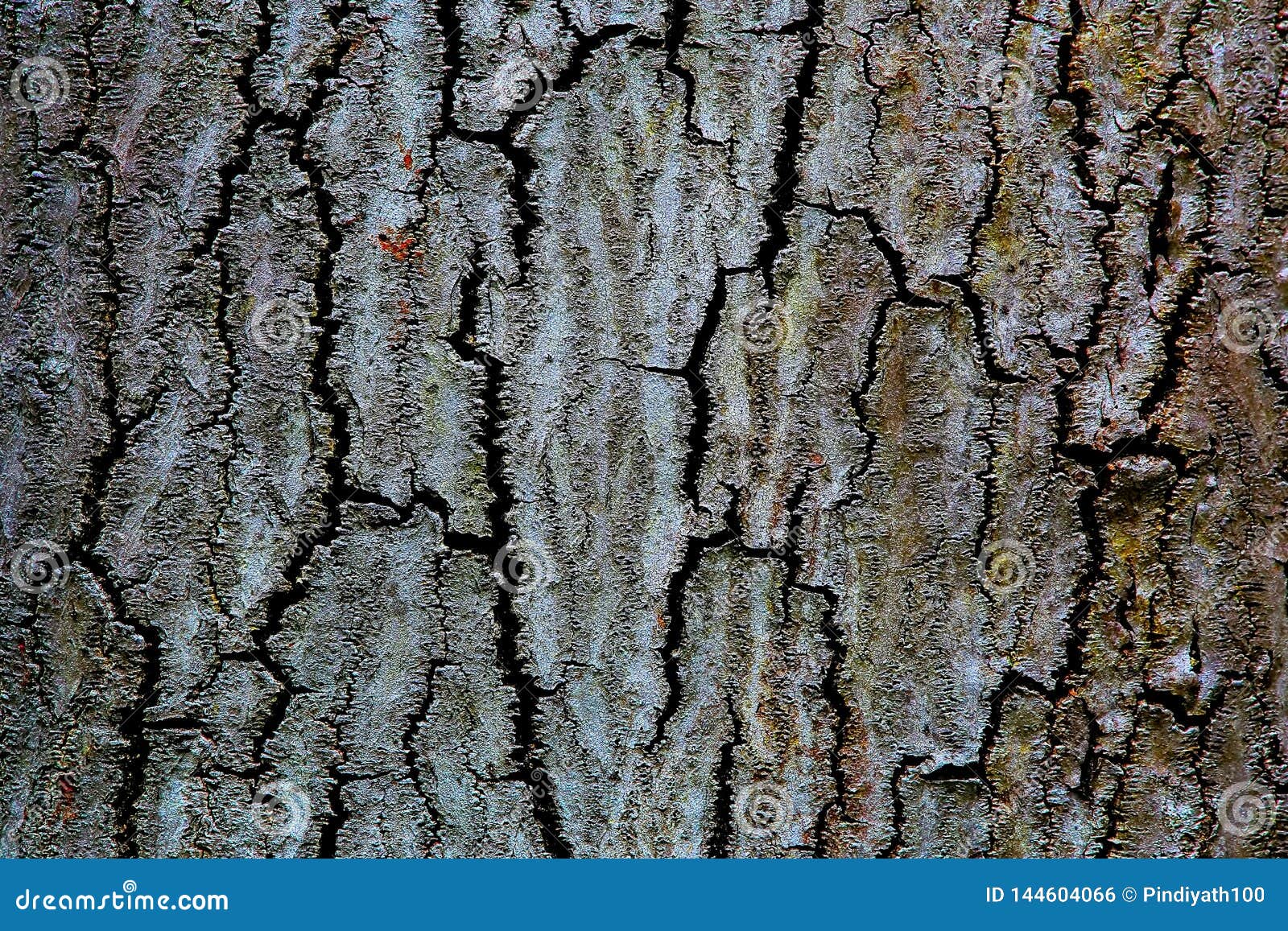 Close View of a Tree Bark Textures and Cracks Stock Photo - Image of ...