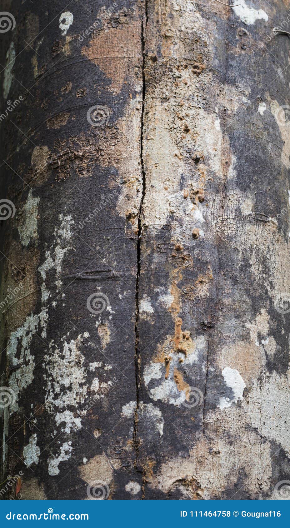 Surface of a Tree Bark in the Jungle Stock Photo - Image of grain ...