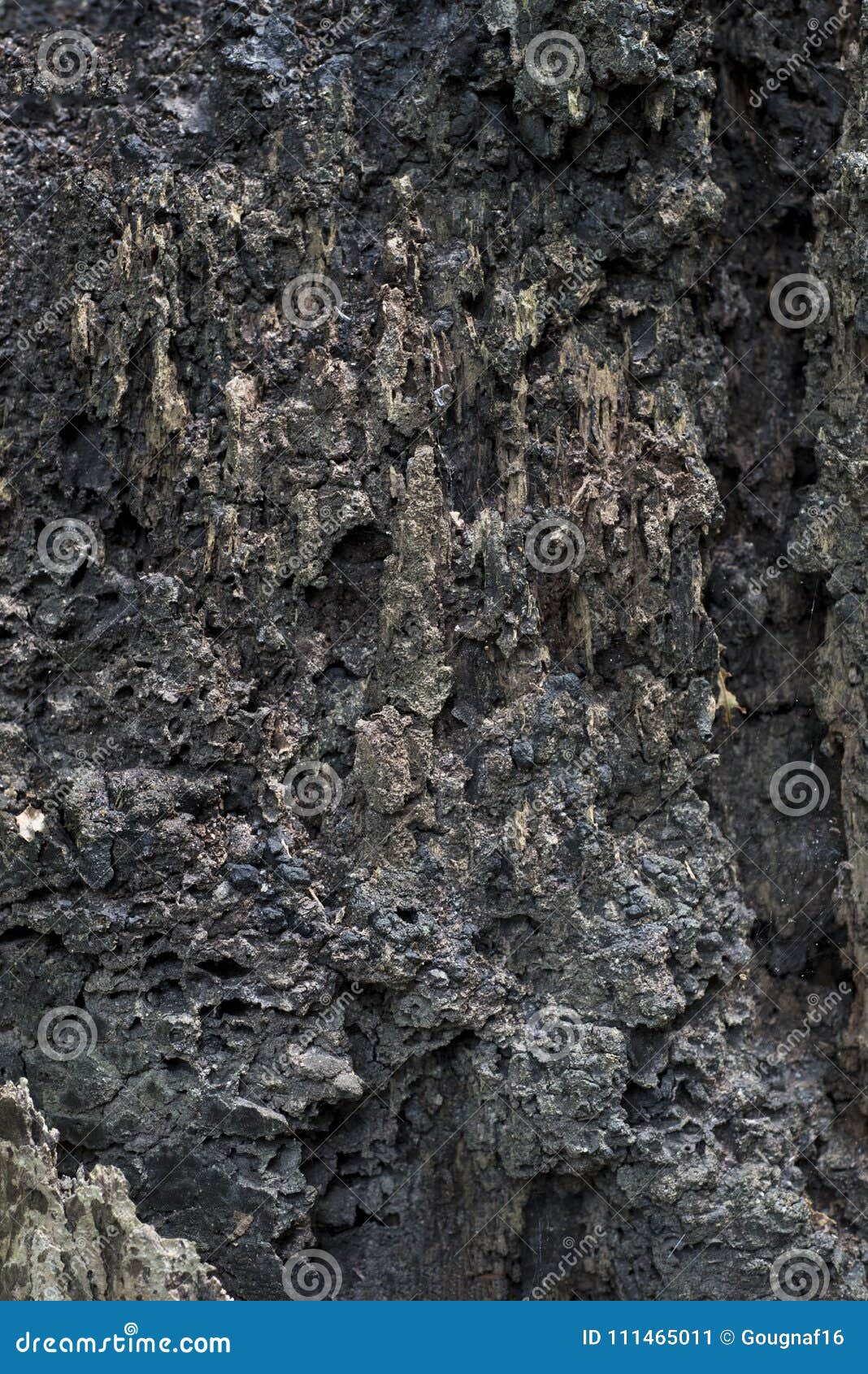 Surface of a Tree Bark in the Jungle Stock Image - Image of wooden ...
