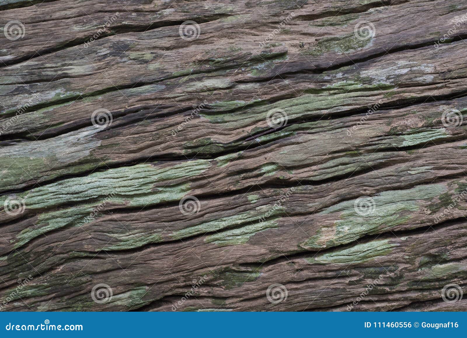 Surface of a Tree Bark in the Jungle Stock Photo - Image of closeup ...