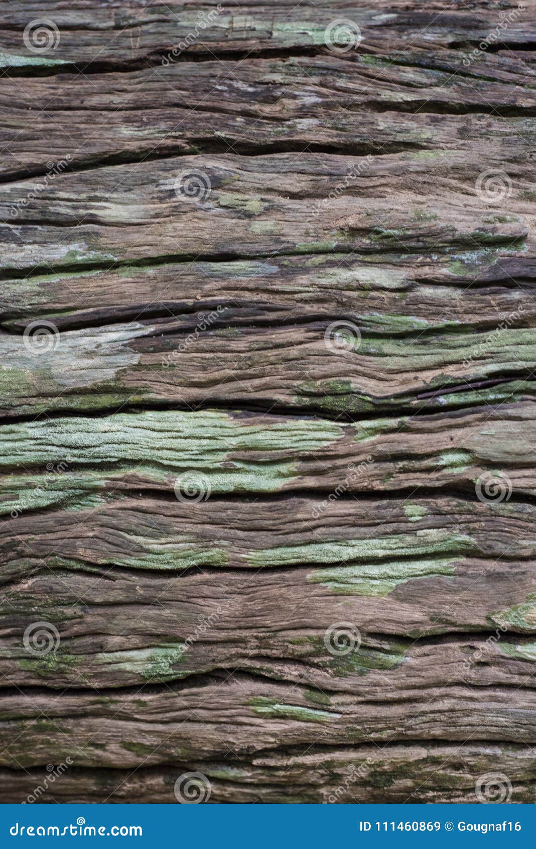 Surface of a Tree Bark in the Jungle Stock Image - Image of forest ...