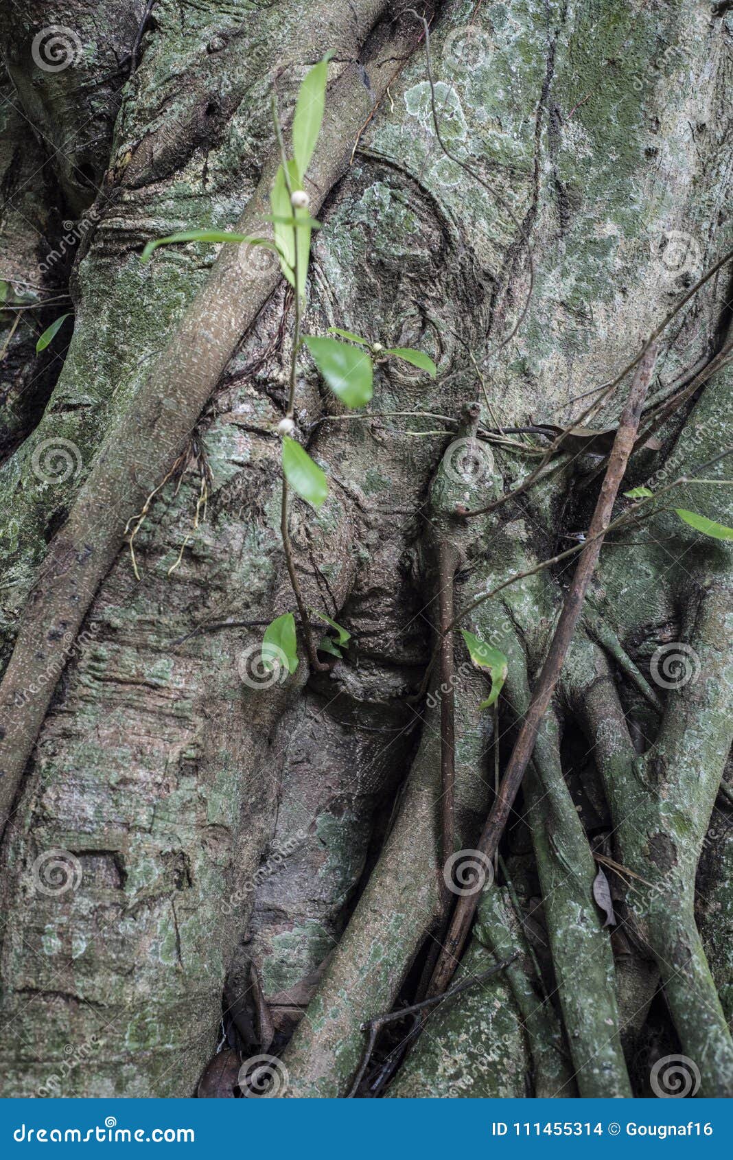 Surface of a Tree Bark in the Jungle Stock Photo - Image of forest ...