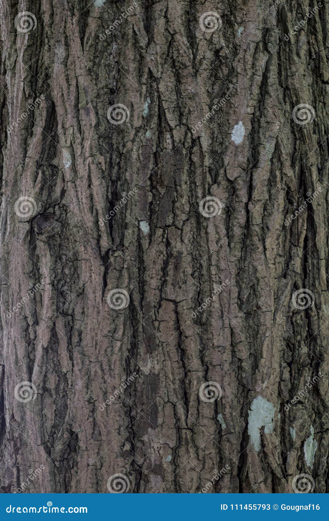 Surface of a Tree Bark in the Jungle Stock Image - Image of brown ...