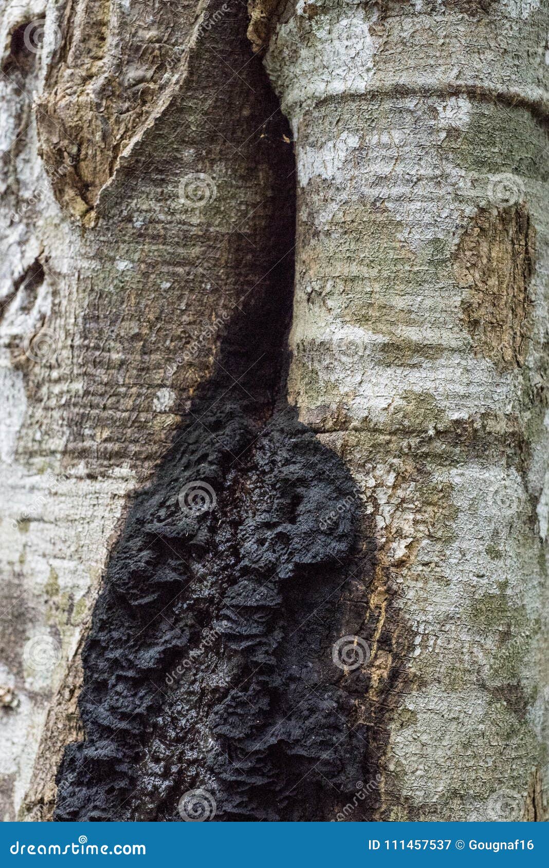 Surface of a Tree Bark in the Jungle Stock Image - Image of bark ...