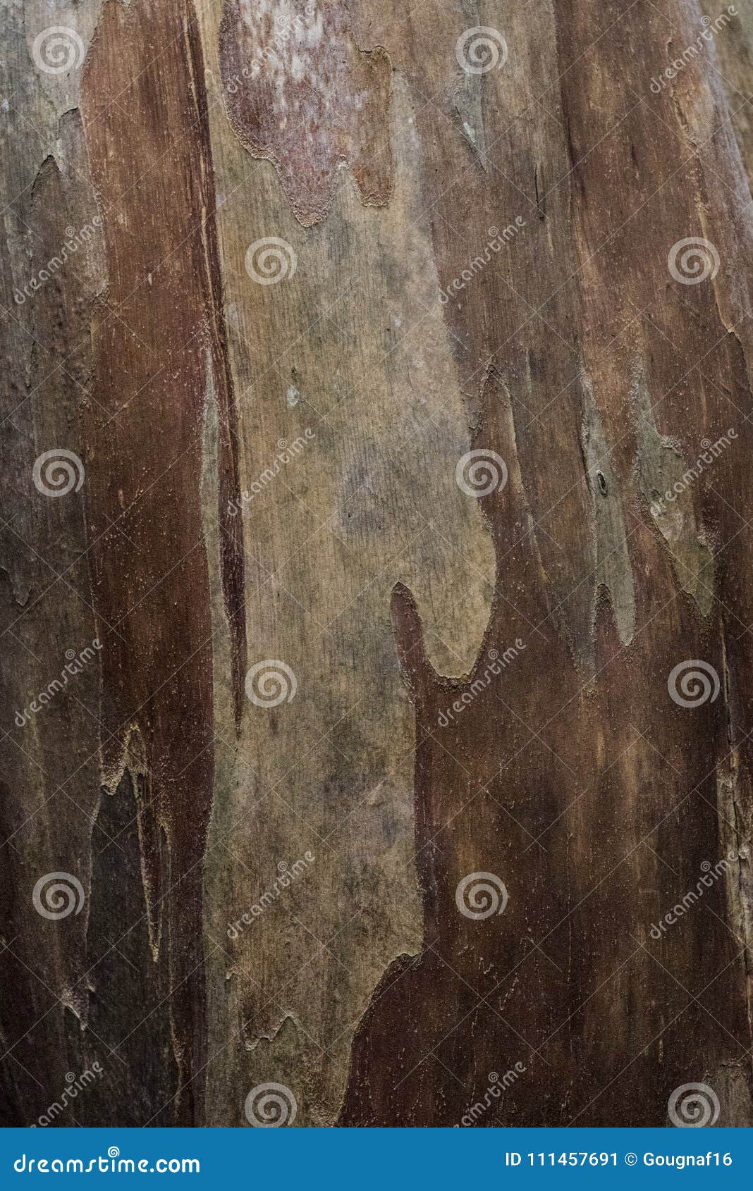 Surface of a Tree Bark in the Jungle Stock Image - Image of pattern ...