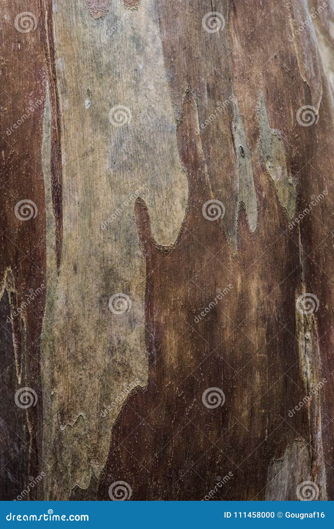 Surface of a Tree Bark in the Jungle Stock Photo - Image of weathered ...