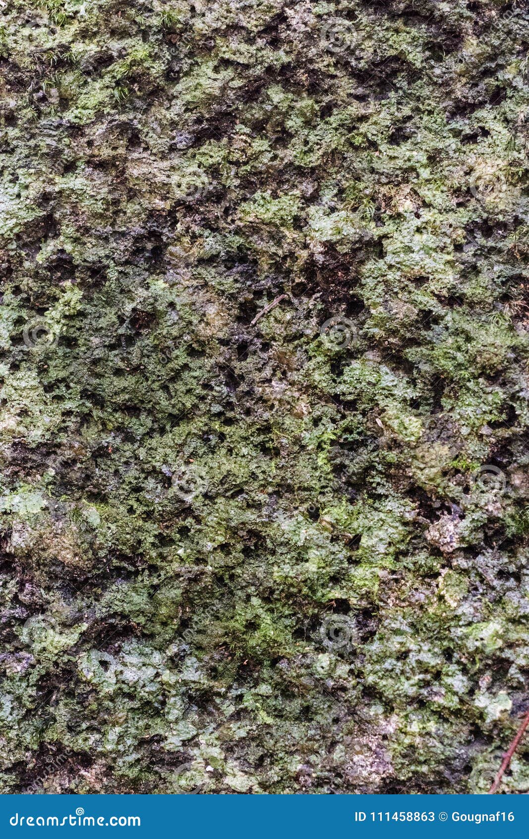 Surface of a Tree Bark in the Jungle Stock Image - Image of aging ...