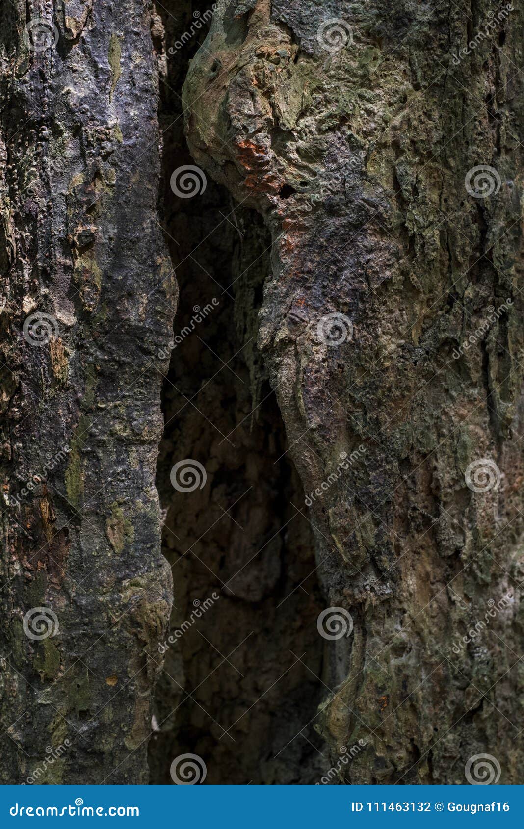 Surface of a Tree Bark in the Jungle Stock Photo - Image of jungle ...