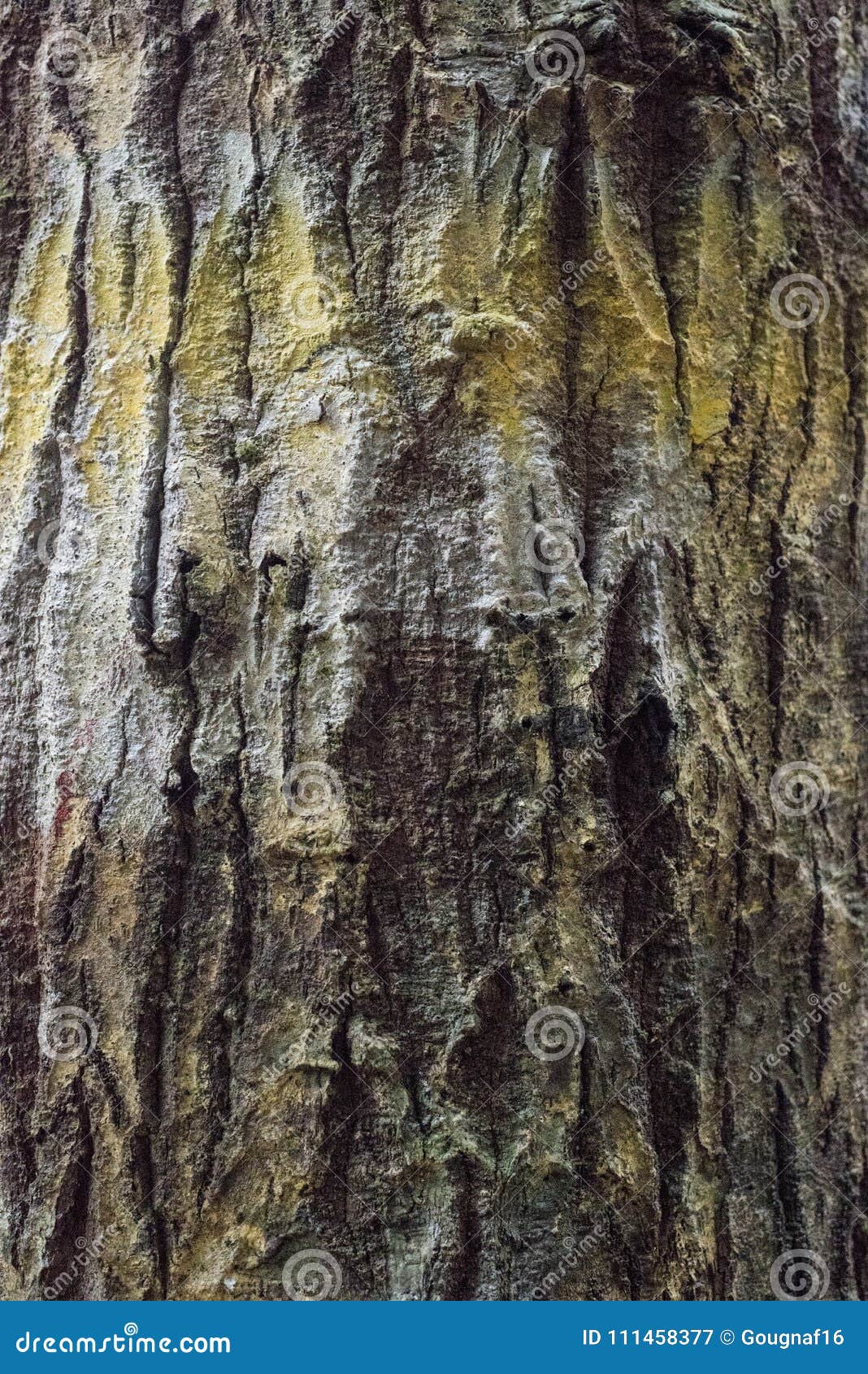 Surface of a Tree Bark in the Jungle Stock Image - Image of brown ...