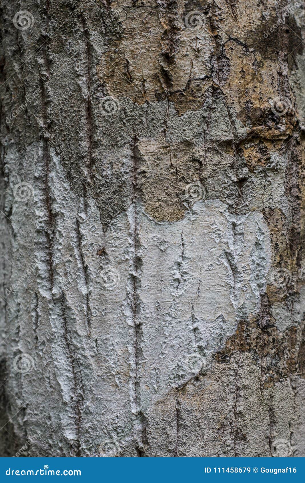 Surface of a Tree Bark in the Jungle Stock Image - Image of aging ...