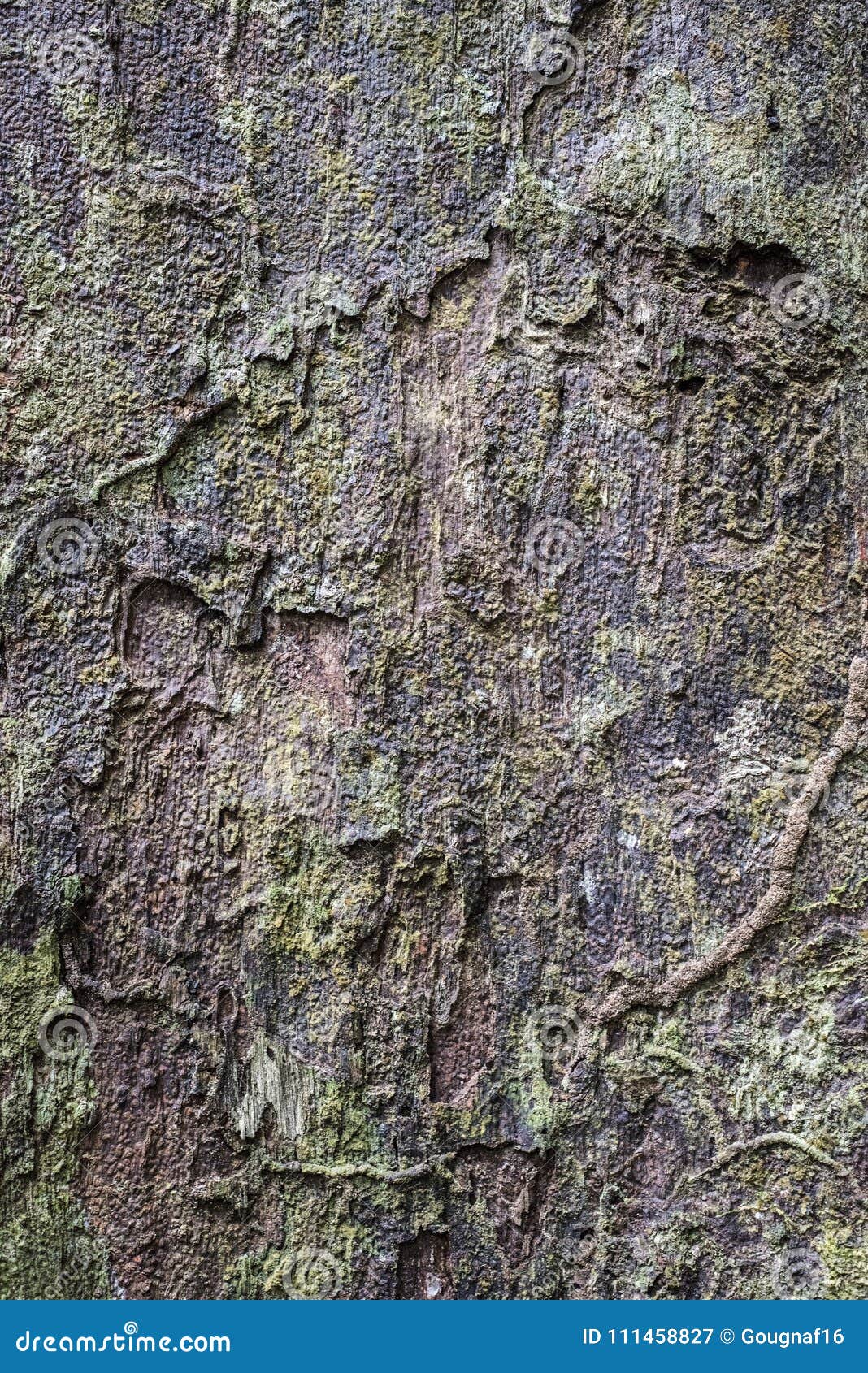 Surface of a Tree Bark in the Jungle Stock Image - Image of wallpaper ...