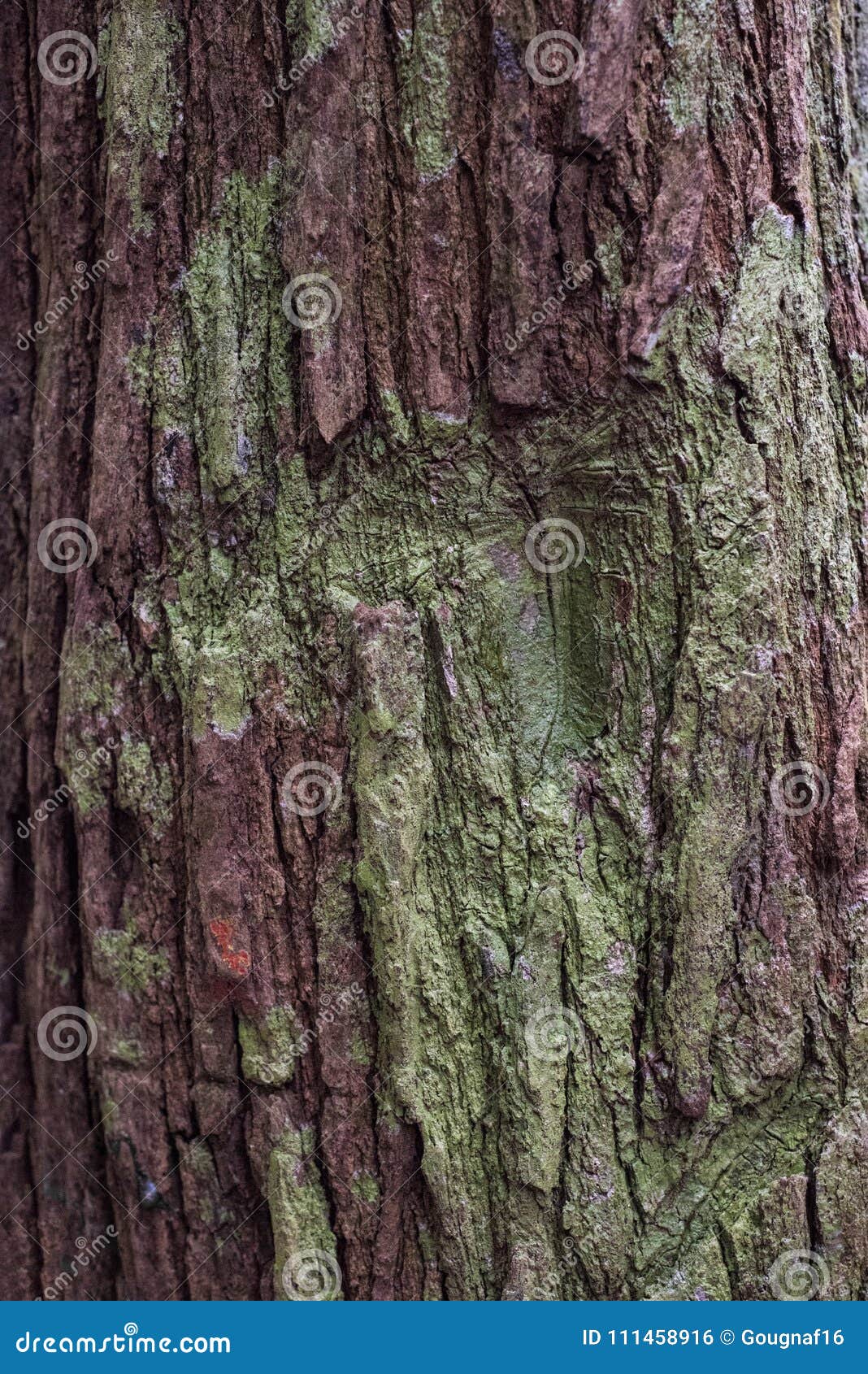 Surface of a Tree Bark in the Jungle Stock Photo - Image of bark, moss ...