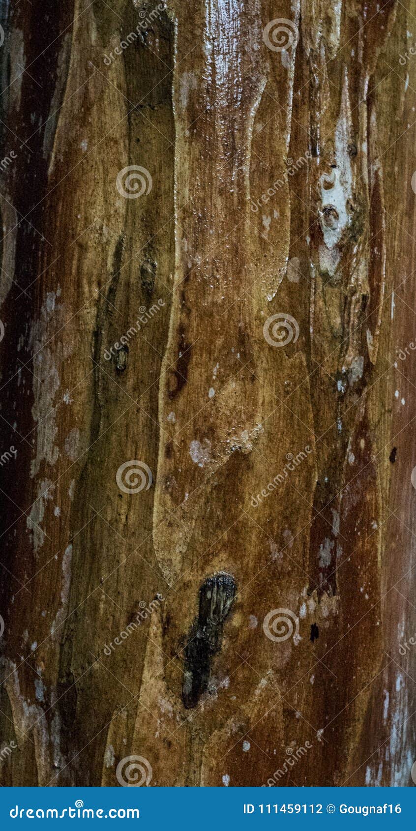 Surface of a Tree Bark in the Jungle Stock Photo - Image of texture ...