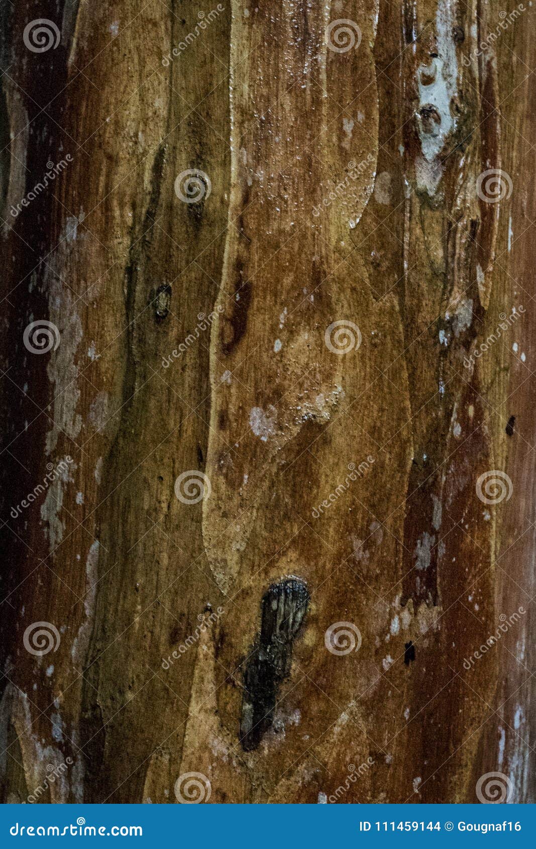 Surface of a Tree Bark in the Jungle Stock Photo - Image of detail ...
