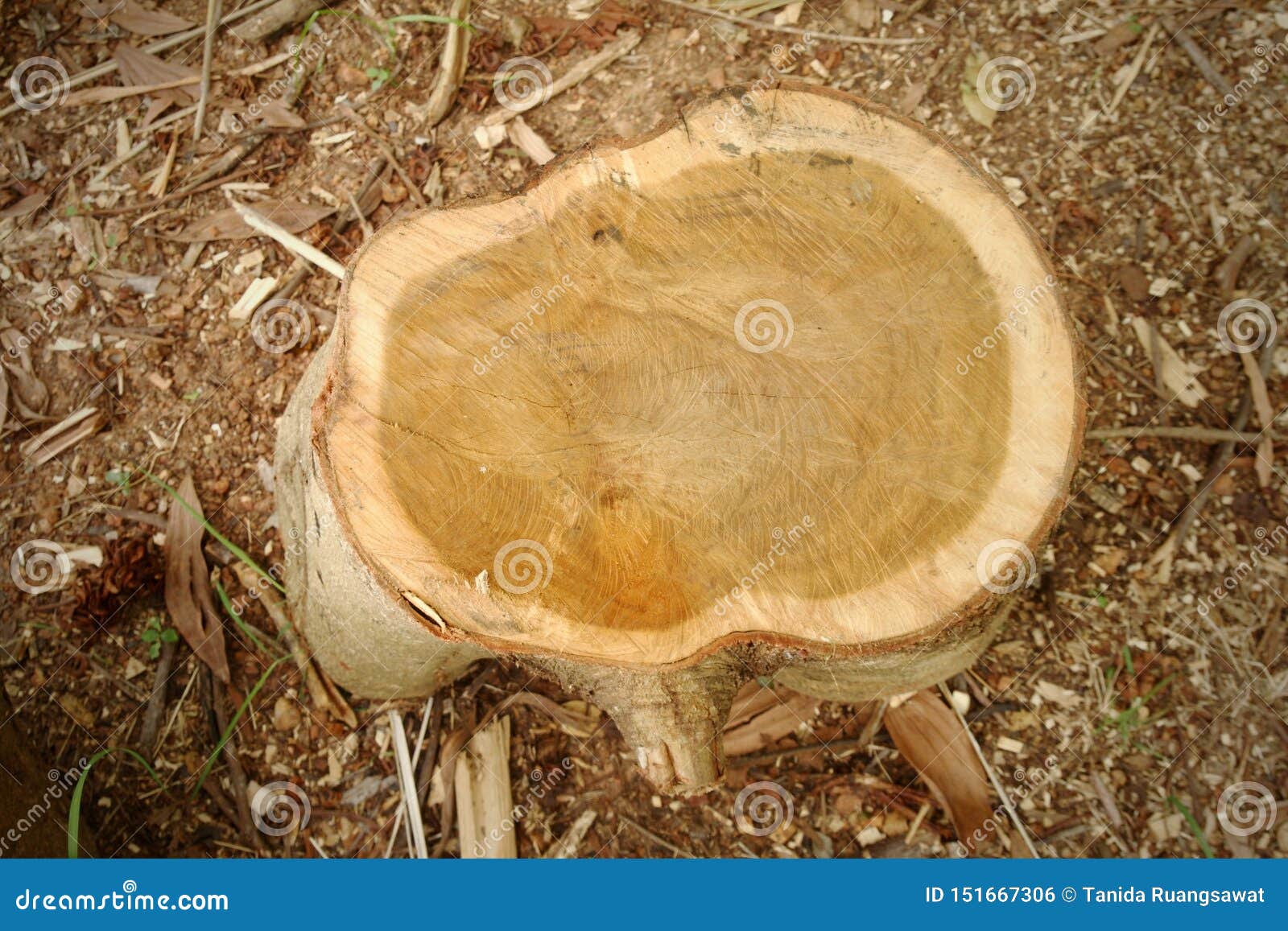 Surface of Tree Clipped, Top View of Stump that Can See Ring Stock ...
