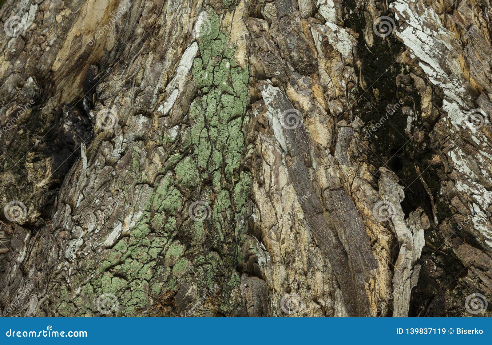 Surface Structure Tree Diagram Parts Of A Tree, Names And Th