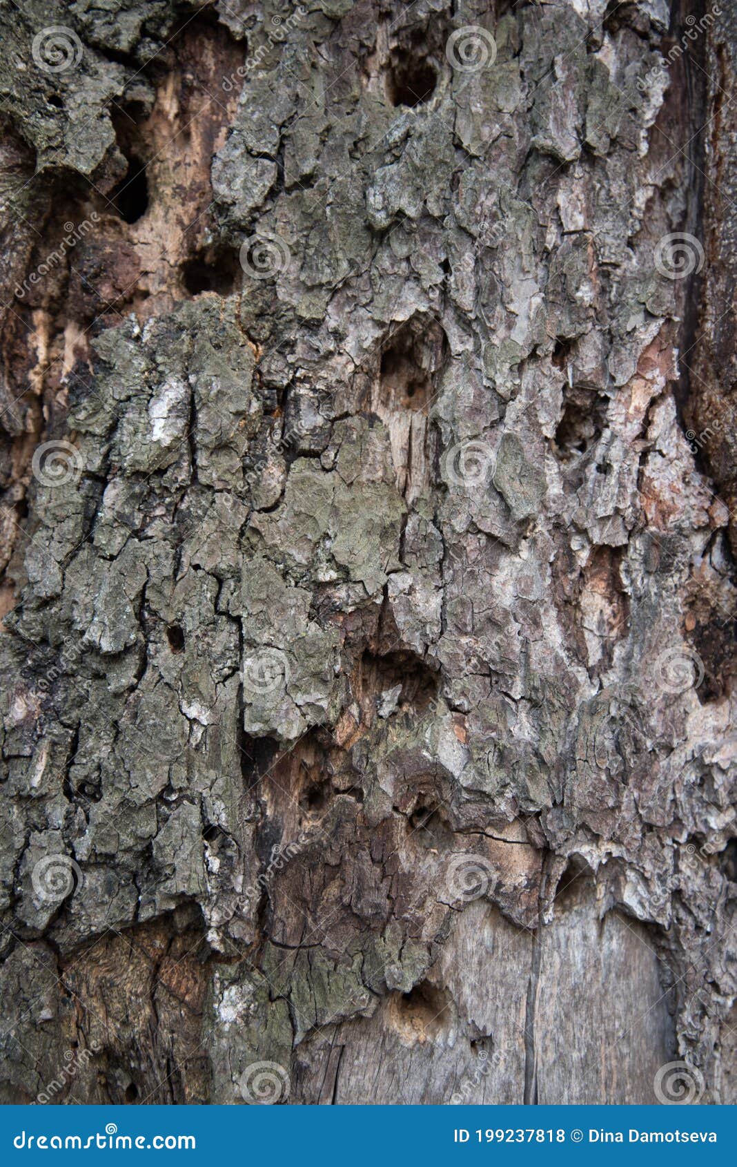 The Surface of the Tree, Eaten by Worms. Background, Texture. Natural ...
