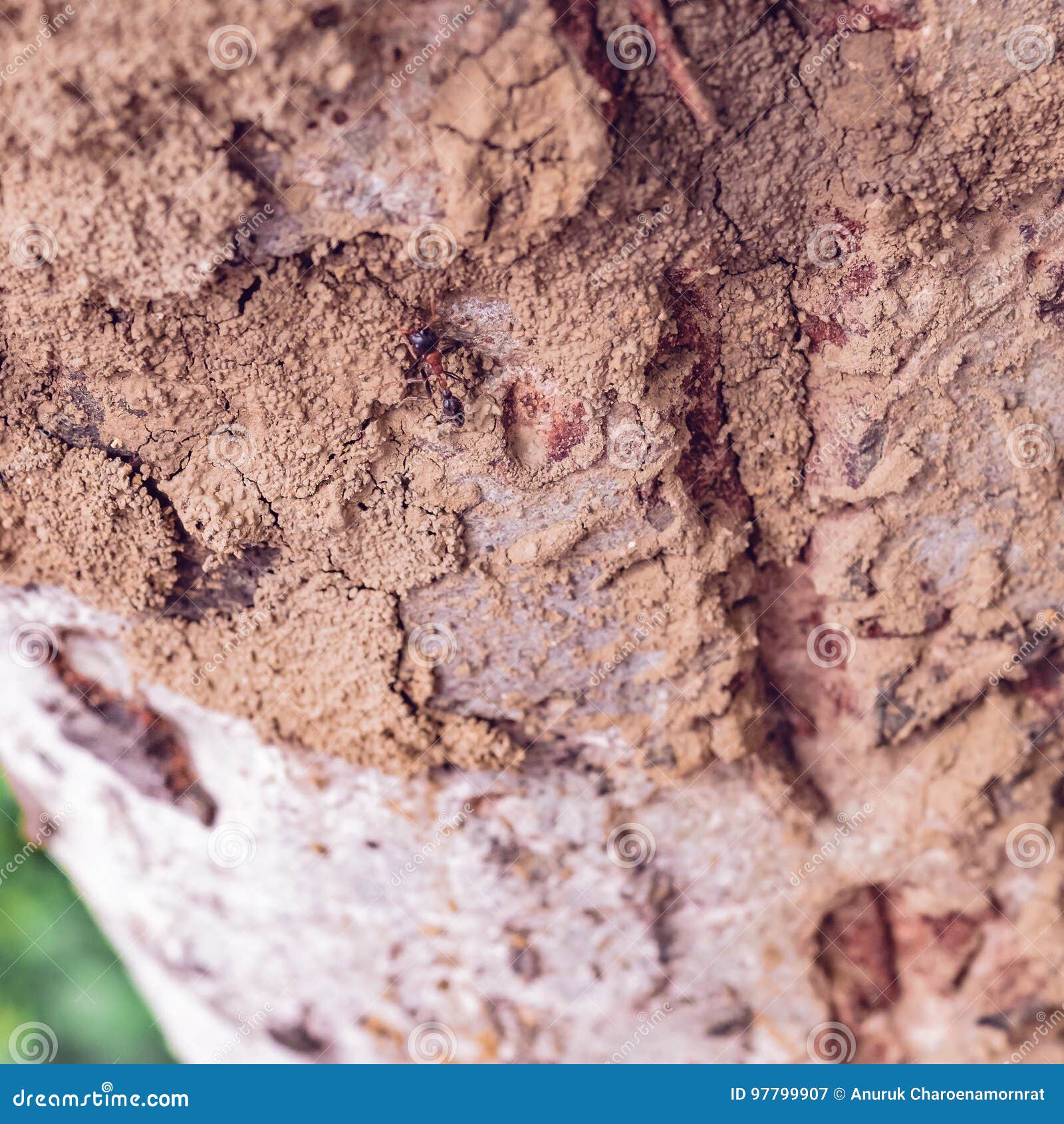 Surface of Tree with Red Ant Fire Ant from Tropical Country Stock Image ...