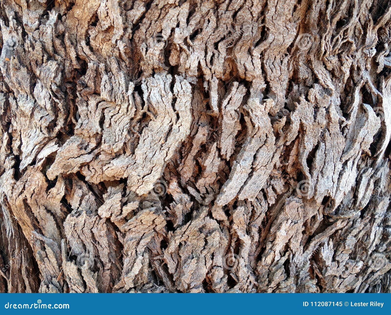 The Surface of a Tree Showing Ridges and Grooving of the Bark Stock ...