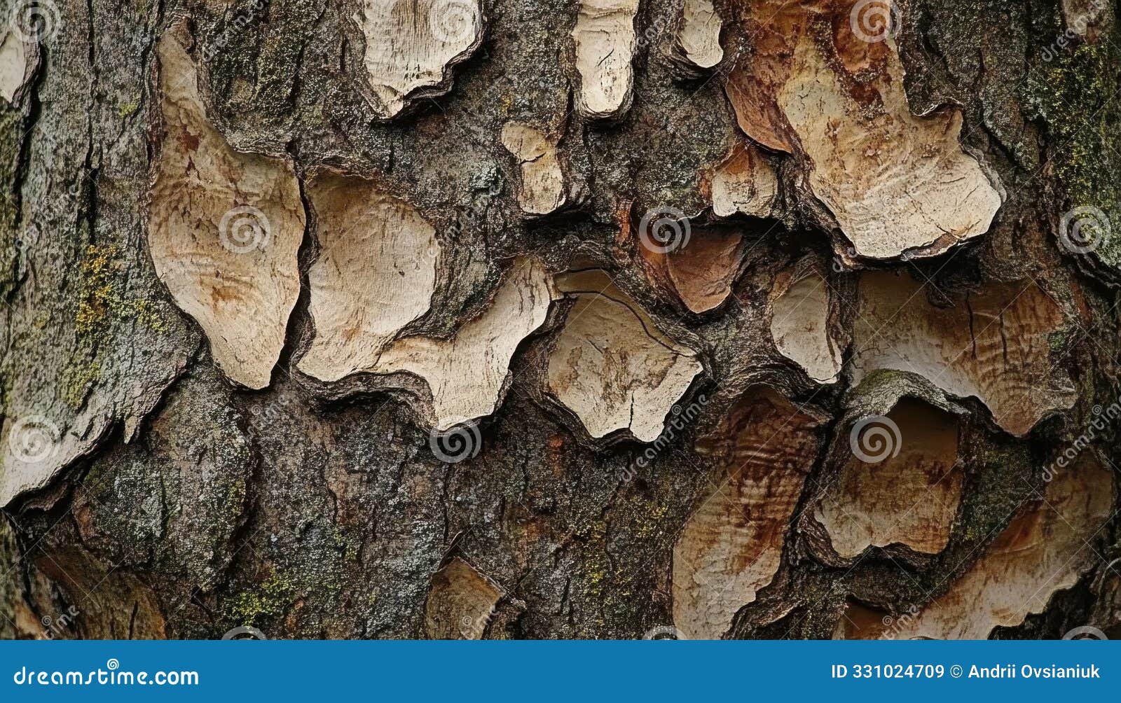 Close-up of Textured Tree Bark with Irregular Patterns and Natural Wood ...