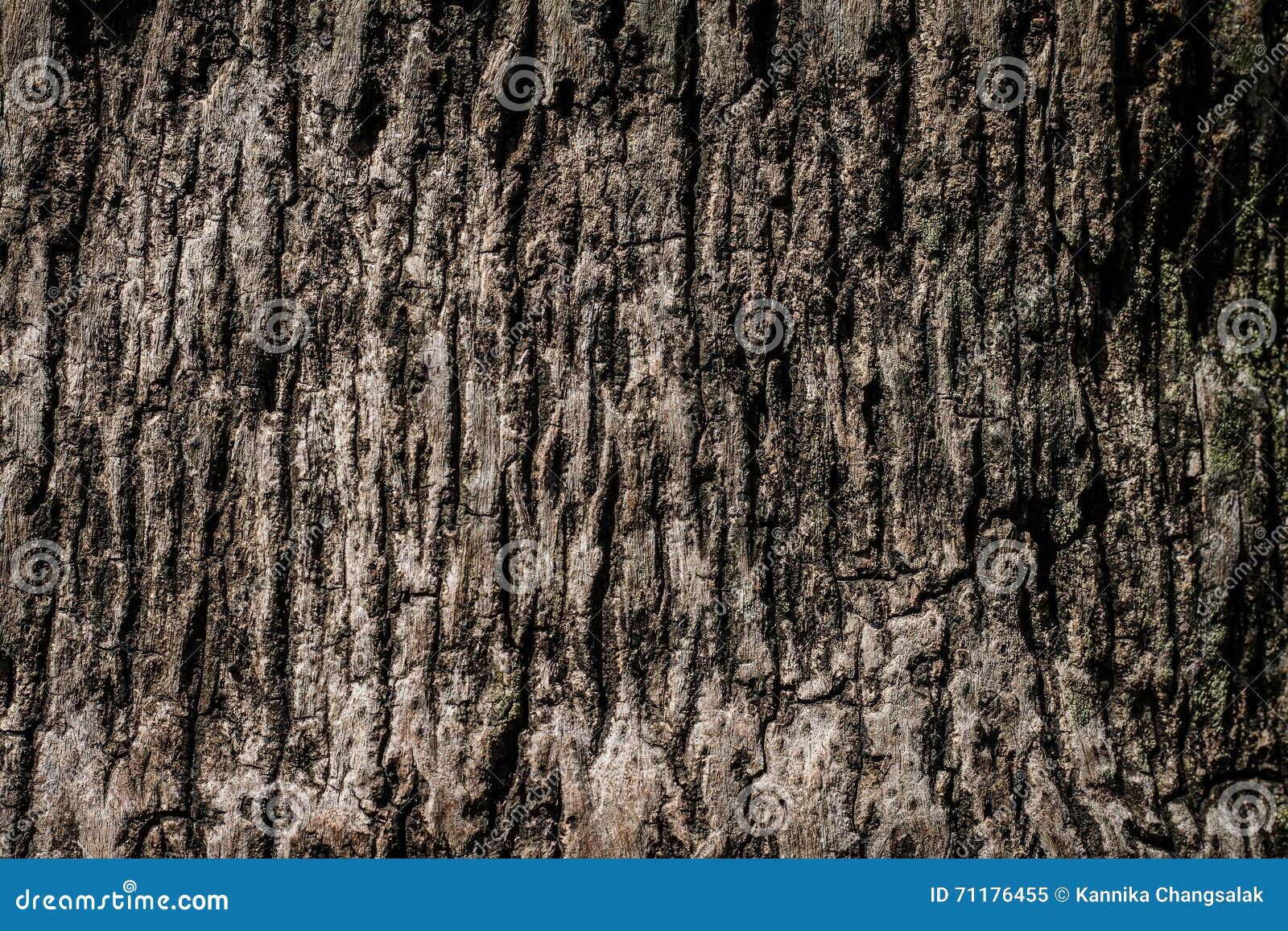 The surface of the tree stock image. Image of bole, plank - 71176455