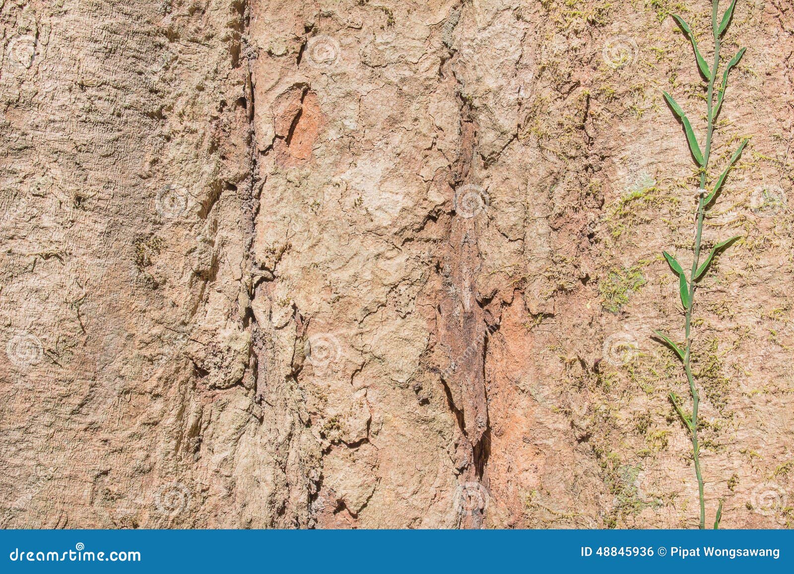 Surface of the tree stock photo. Image of abstract, toned - 48845936