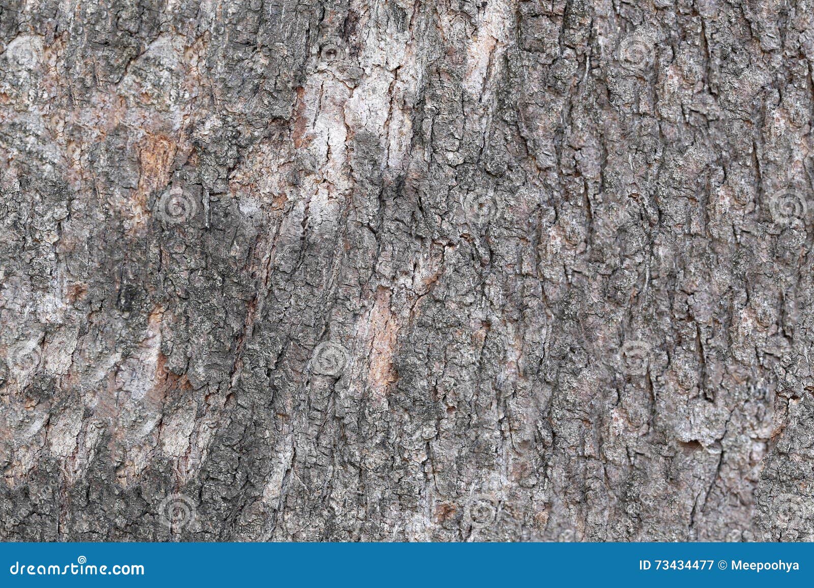 Surface Tree Trunk of Bark Tree Weathered. Stock Image - Image of pine ...