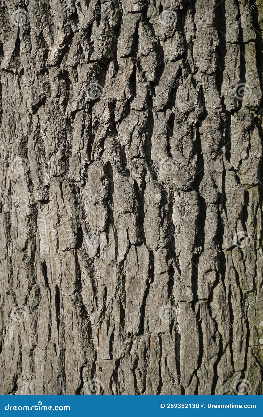 The Surface of a Tree Trunk. the Texture of the Bark Stock Photo ...