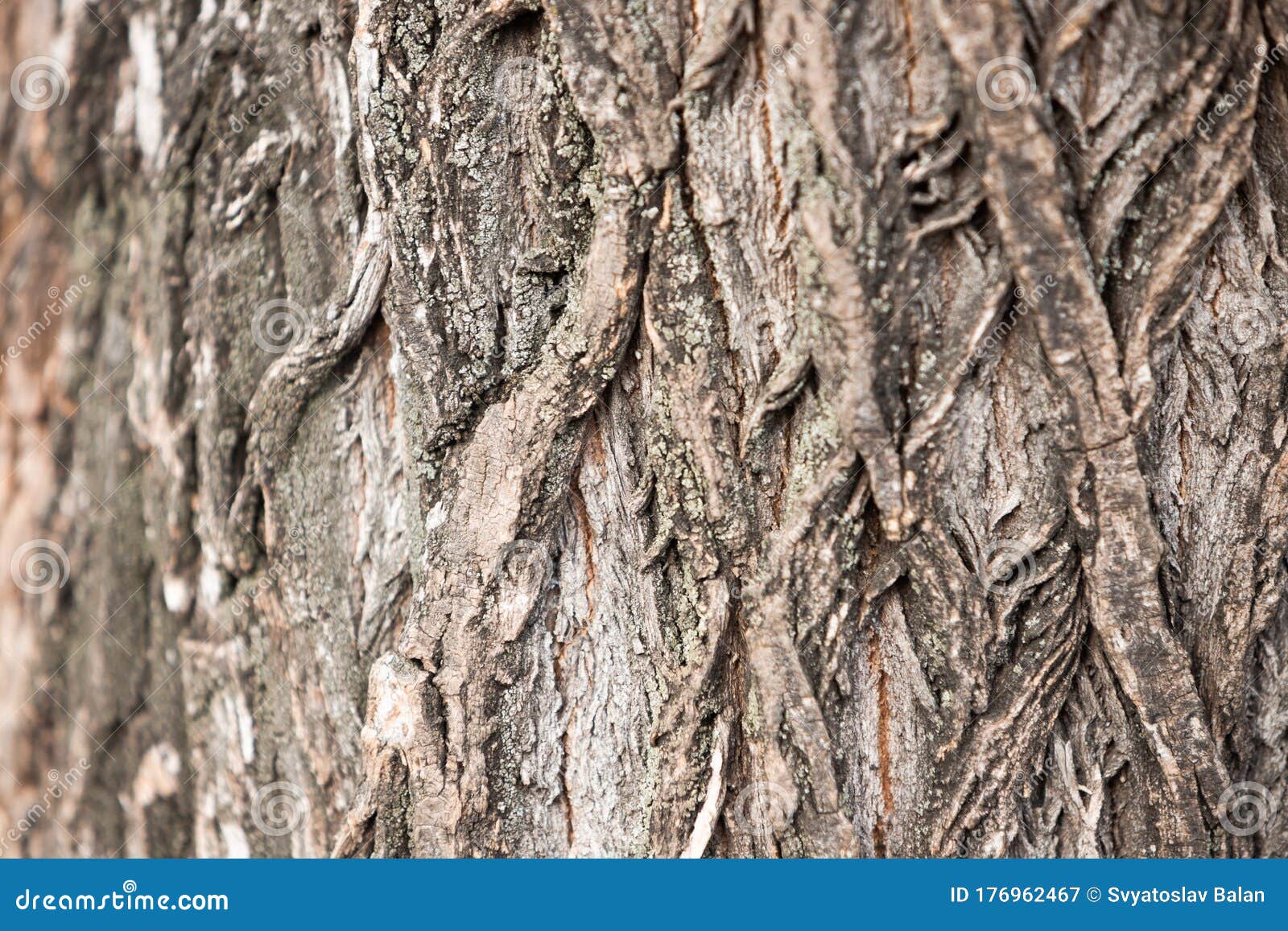 The Surface of the Tree Trunk. Textured Bark with Large Grooves Stock ...