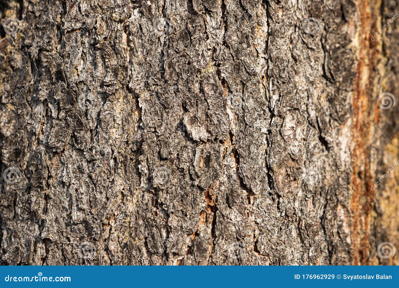 The Surface of the Tree Trunk. Textured Bark with Large Grooves Stock ...