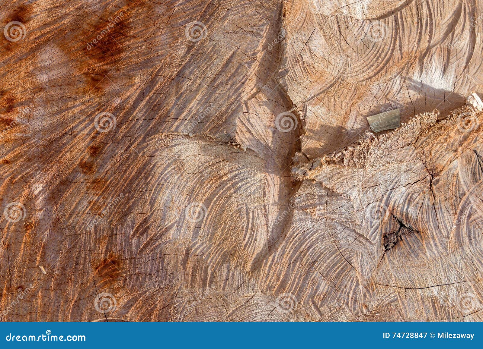 Surface of tree trunk stock image. Image of rural, house - 74728847
